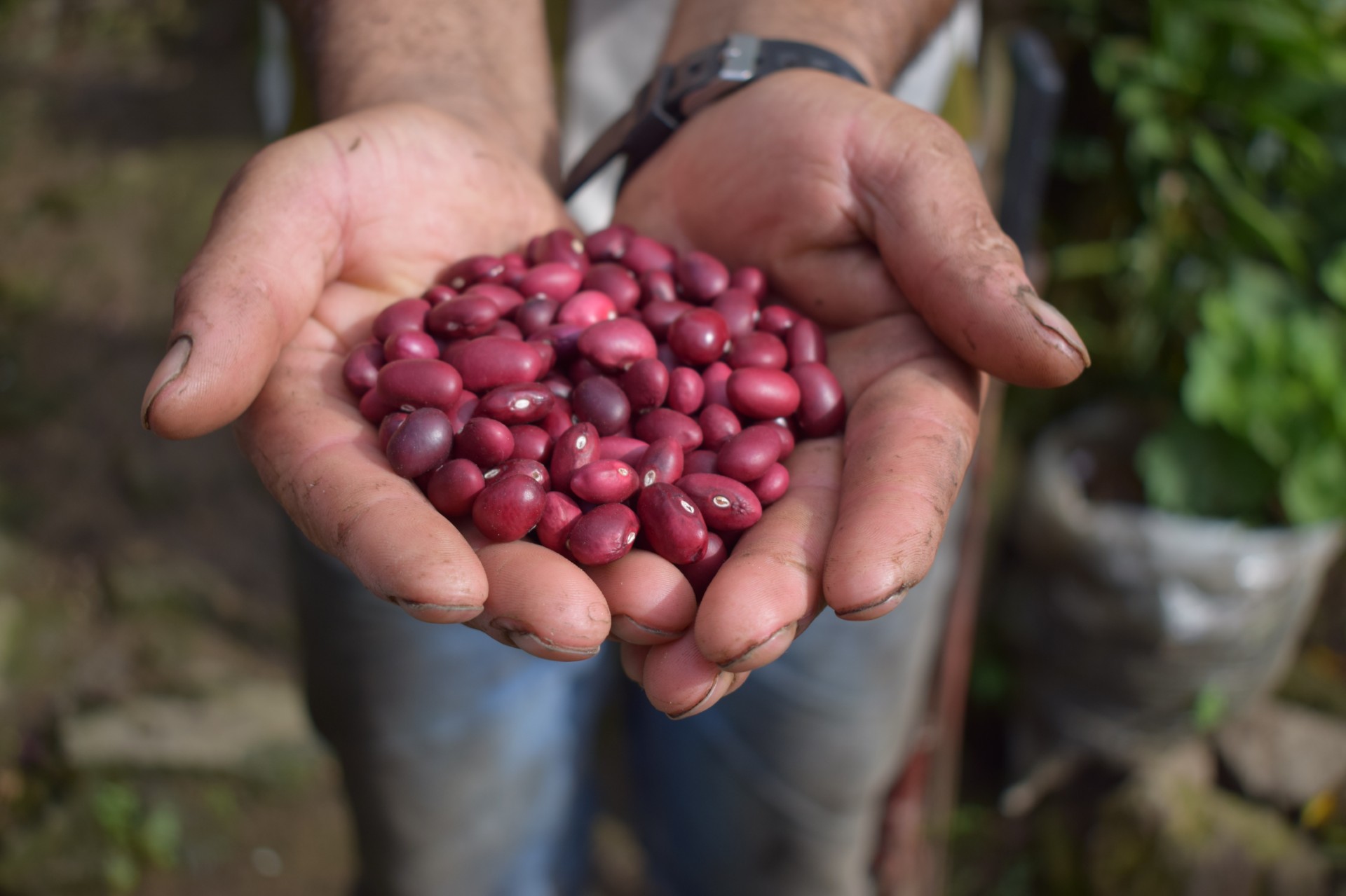 La FAO resalta las legumbres como semillas de esperanza para la ...